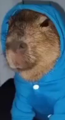 The Corolla Virus™ on GETTR : Capybara (Hydrochoerus hydrochaeris ...