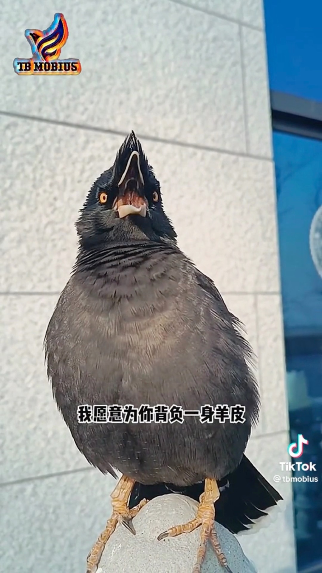 Gettr_73lin on GETTR : This high-pitched bird, is full of breath? …🎶🐧👍😅