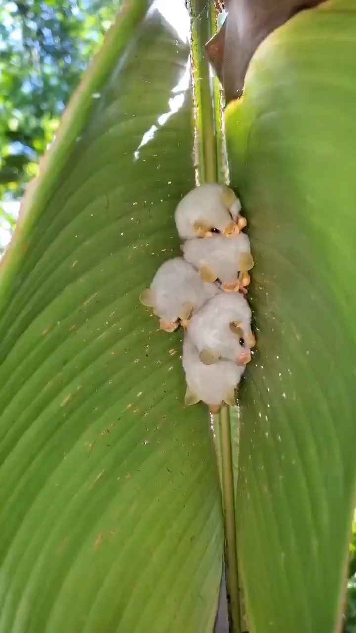 Amazing on GETTR: The Honduran white bat cuts the side veins extendi...