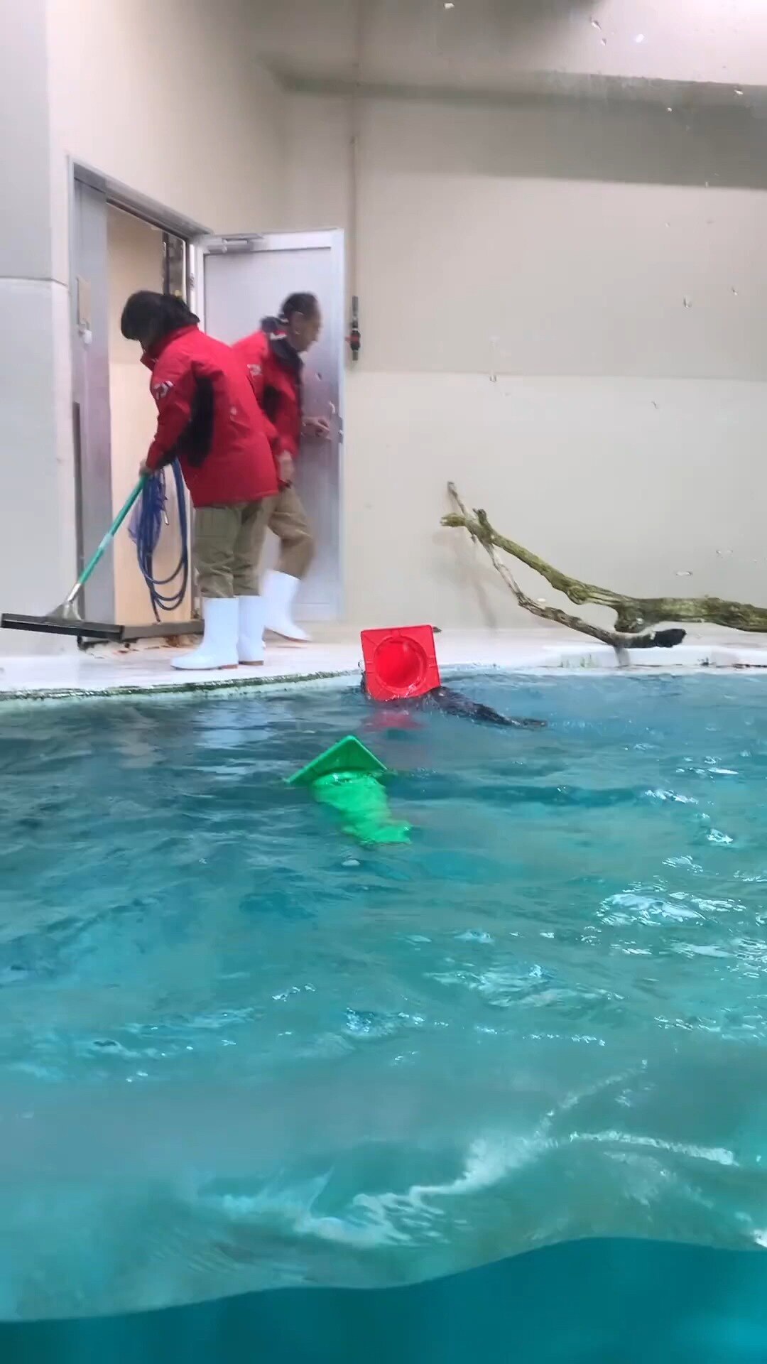 Pets🔥🔥🔥 on GETTR : Smart Otter Helps Keepers and Lines Cones Up