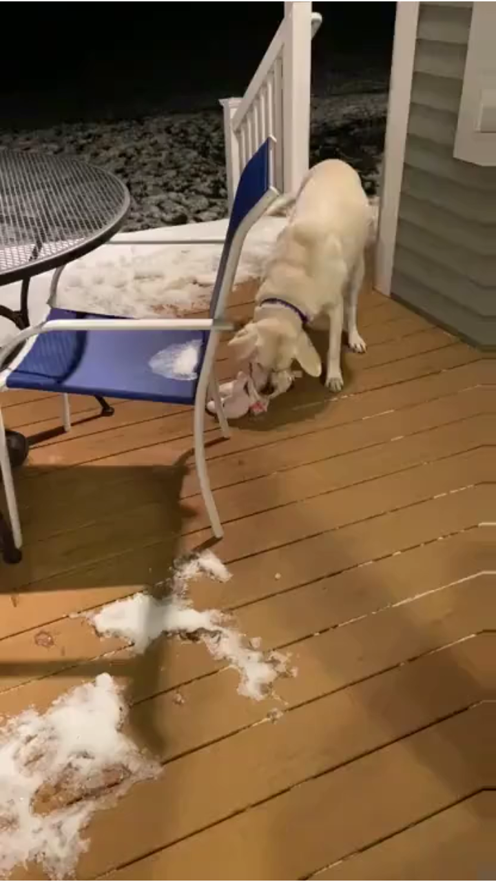 ☦️🦁⚔ 🆃🆁🅴🅱 ⚔🩸 on GETTR : Doggo Rescues Fren From Frozen Tundra Porch ... 😍