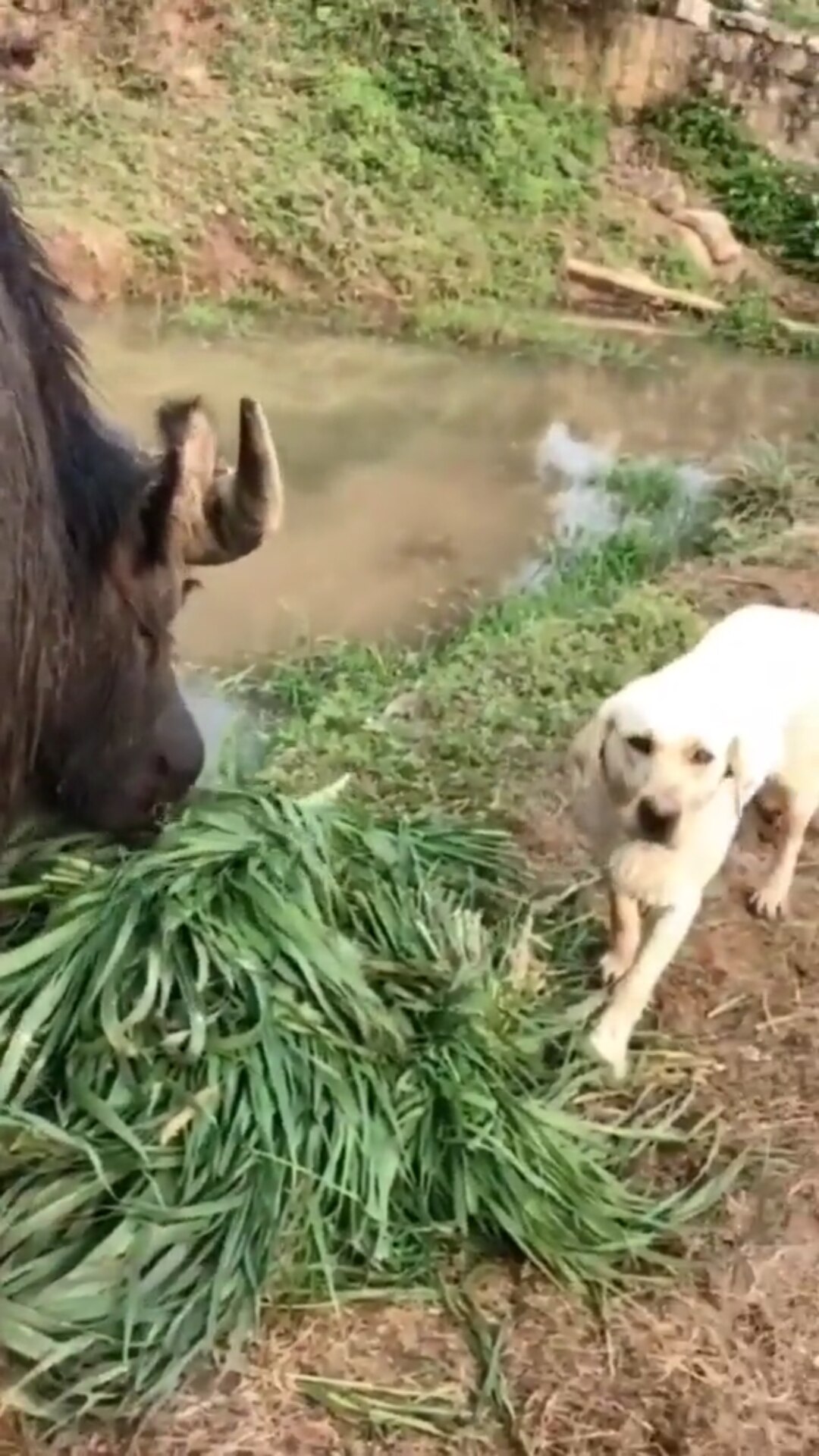 On GETTR So Kind And Clever Dog on-gettr-so-kind-and-clever-dog