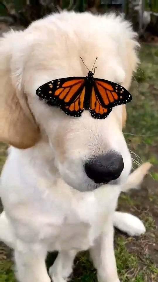 ☦️🦁⚔ 🆃🆁🅴🅱 ⚔🩸 on GETTR : Doggo Has New Fren