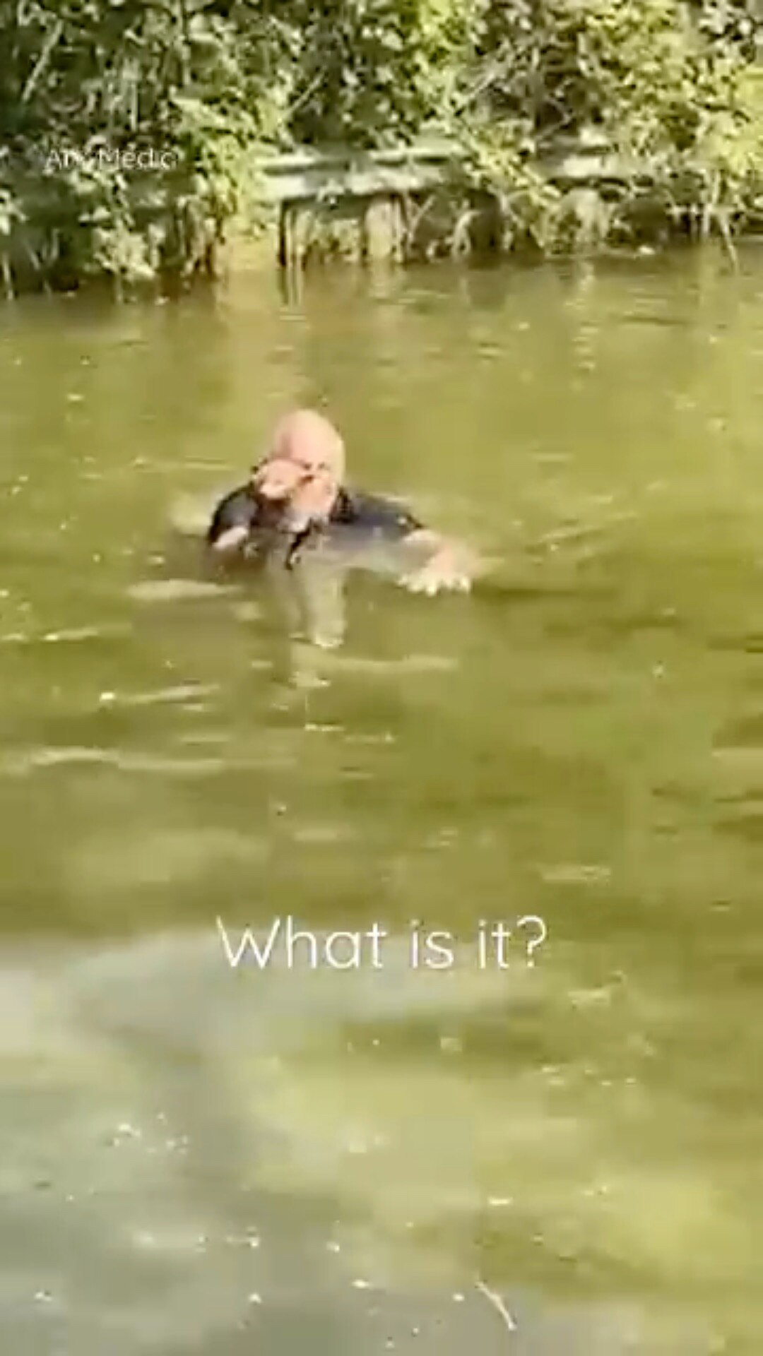 Haoguo on GETTR : Rescue a poor little fox that fell into the water