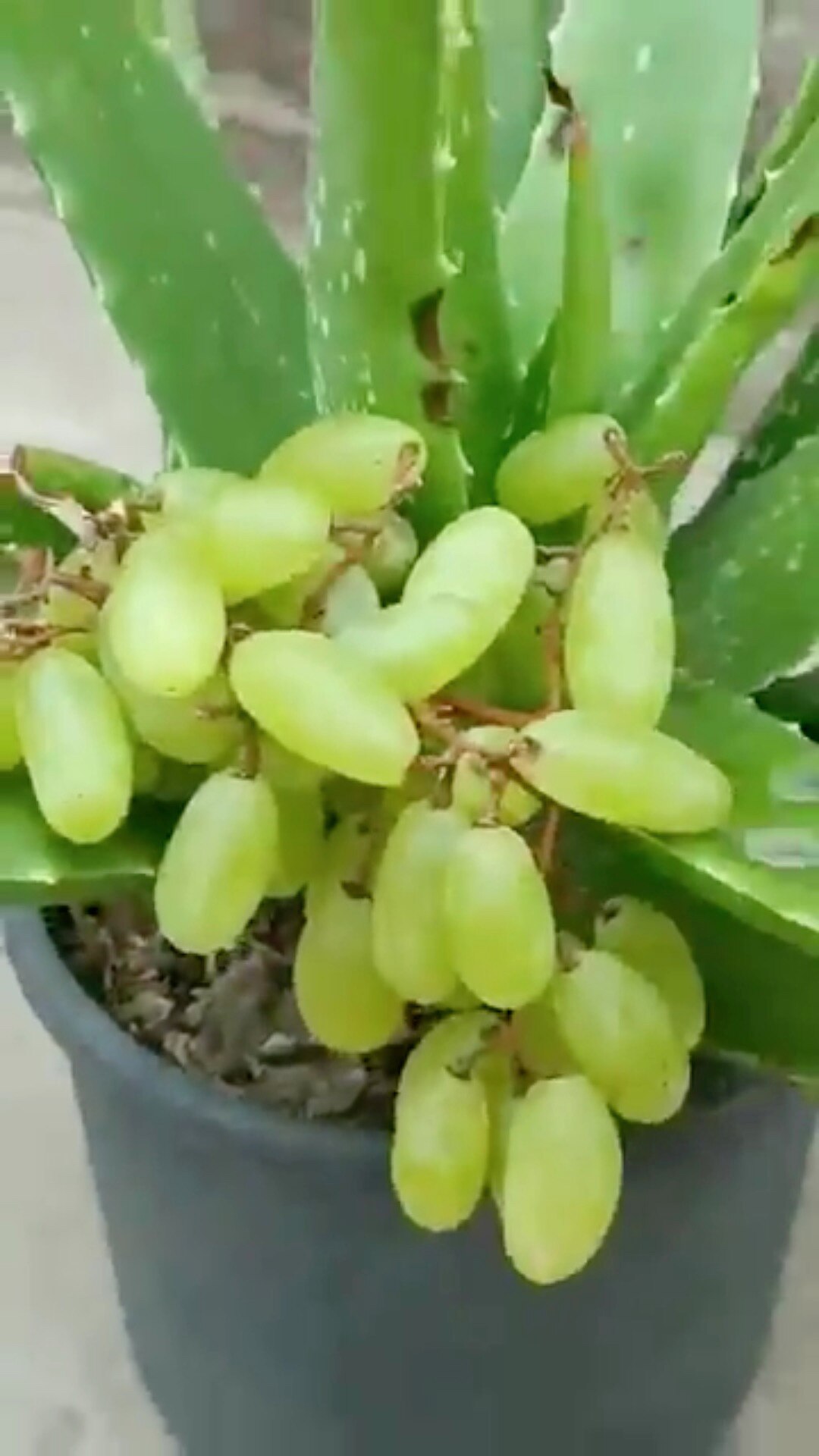 Handong💥 on GETTR : plant a vine