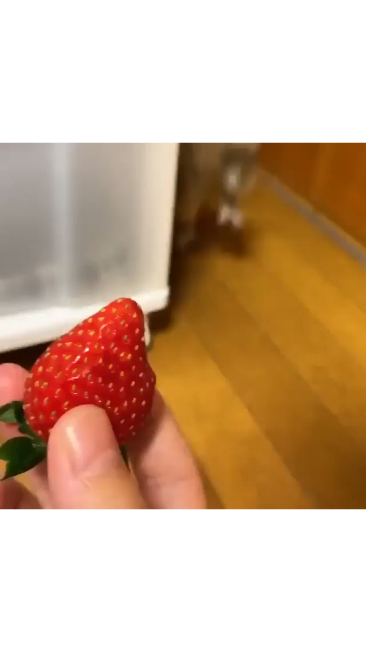 ☦️🦁⚔ 🆃🆁🅴🅱 ⚔🩸 on GETTR : Bush Baby