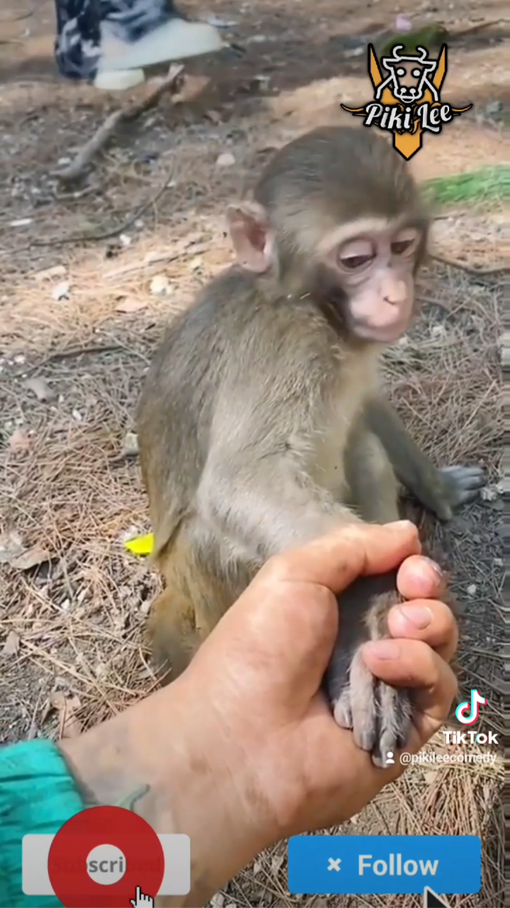 pikileecomedy on GETTR: Cat slap CAT! part 87. #funnyvideo #dog #funny ...