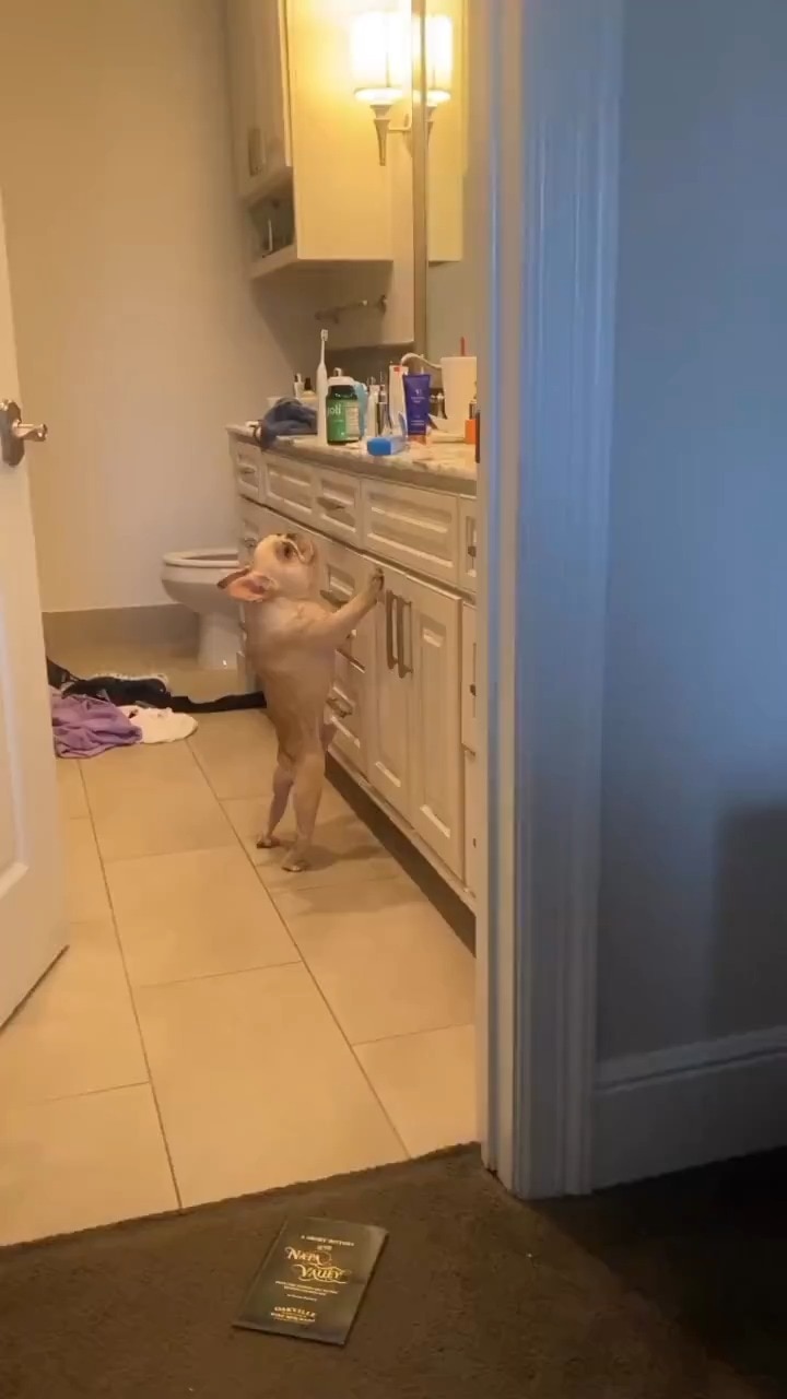 ☦️🦁⚔ 🆃🆁🅴🅱 ⚔🩸 on GETTR: Good Morning 😆🙄 Time To Rise & Grind