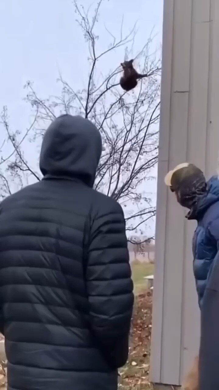 Pets Planet on GETTR : Bear cub falls from tree!