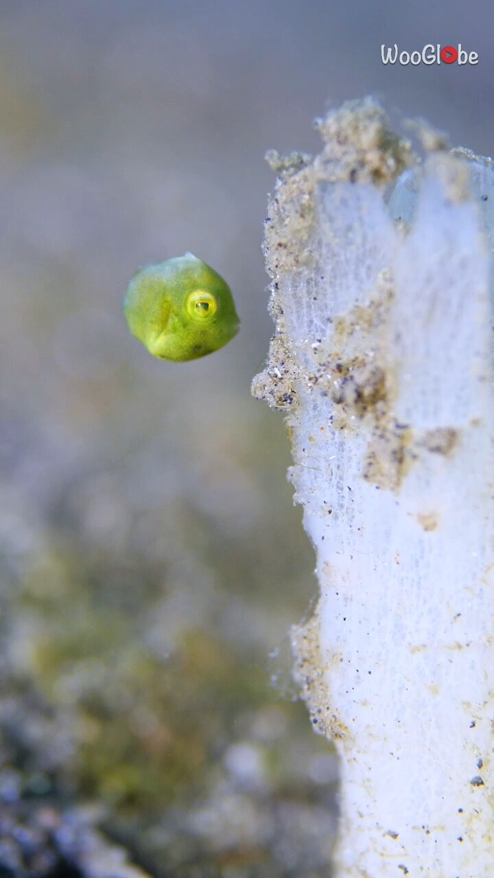 ☦️🦁⚔ 🆃🆁🅴🅱 ⚔🩸 on GETTR : The Vibrant Green Pea Sized Fish ... 🐟