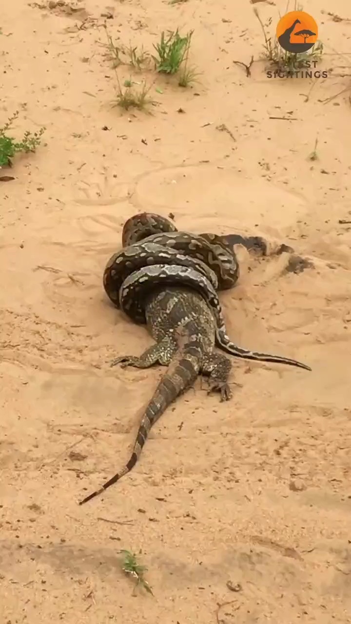 Animal Planet on GETTR : Python drags a giant lizard by the face.