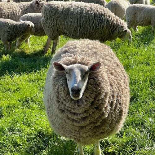 sheep on GETTR - Profile and Posts on GETTR