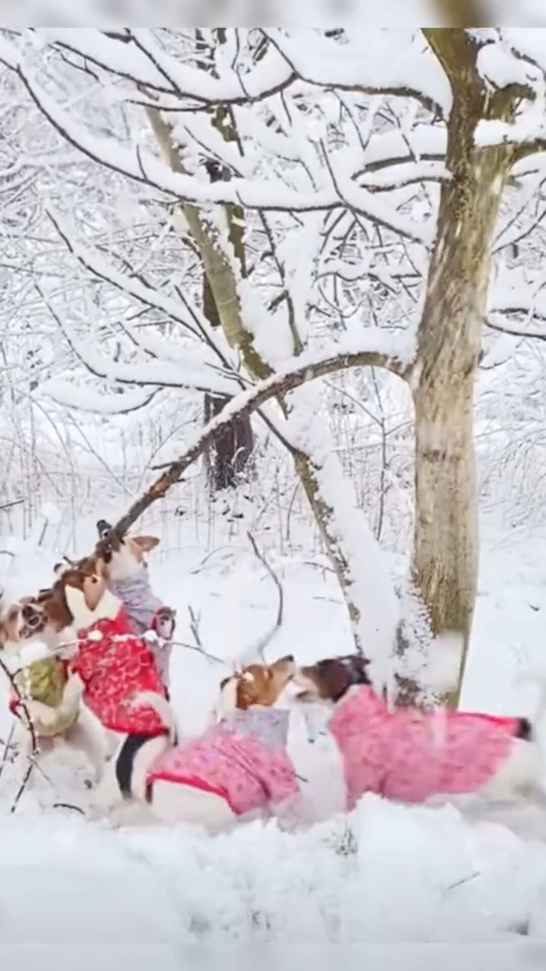 Jack Lee on GETTR : don't grab my branch