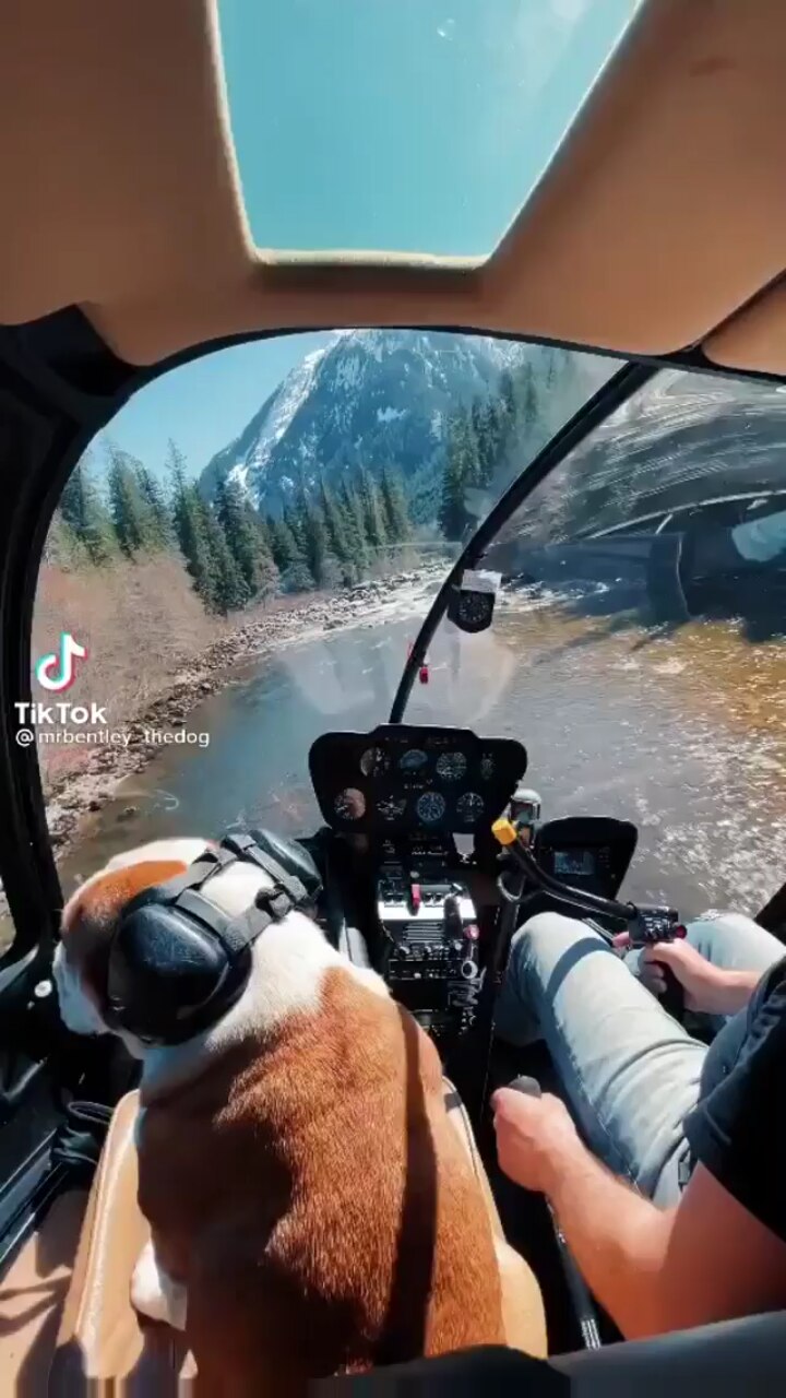 Alejandro A. Balmelli🍀 on GETTR