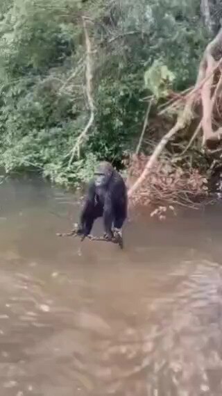 The Corolla Virus™ on GETTR : Monkey Monday CorollaVirus™LivesMatter