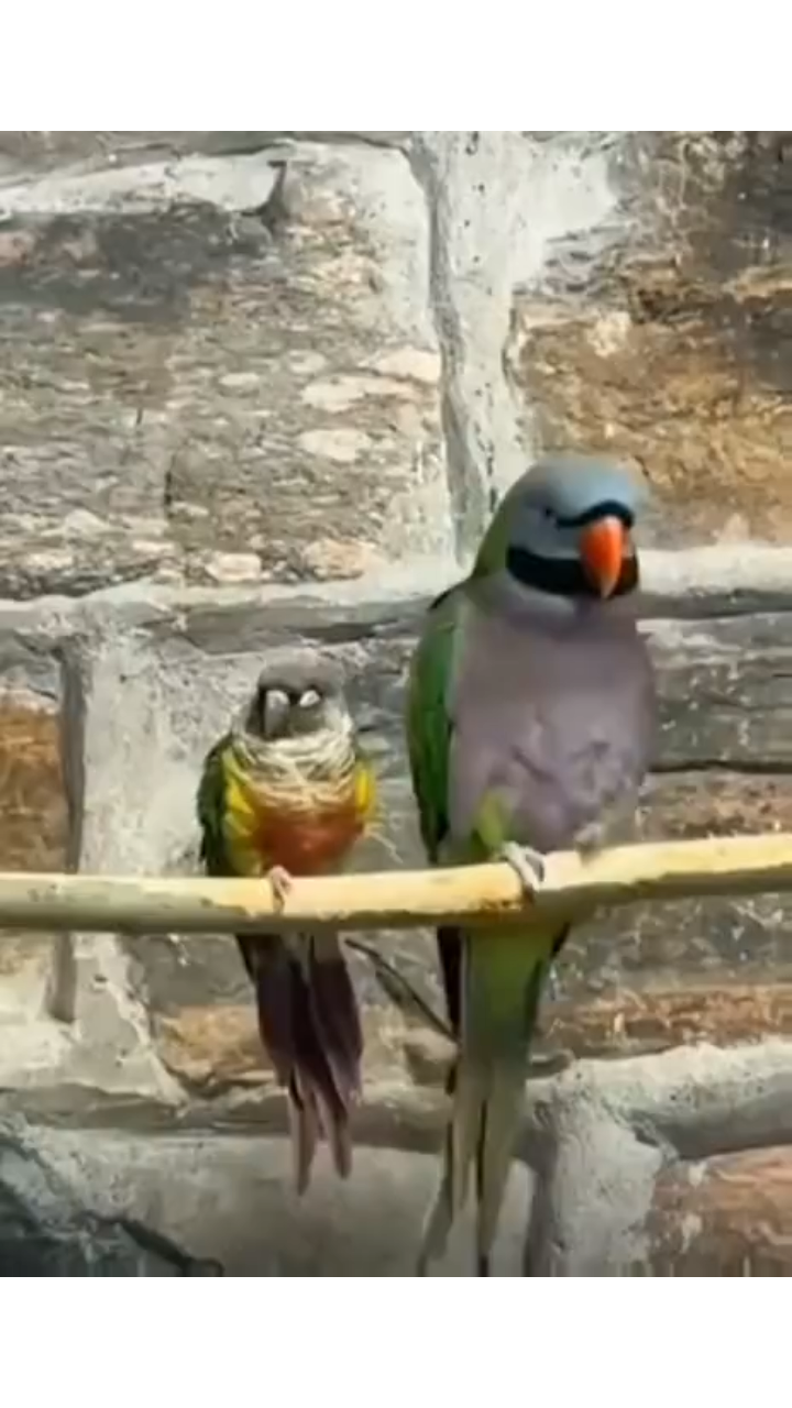 ☦️🦁⚔ 🆃🆁🅴🅱 ⚔🩸 on GETTR