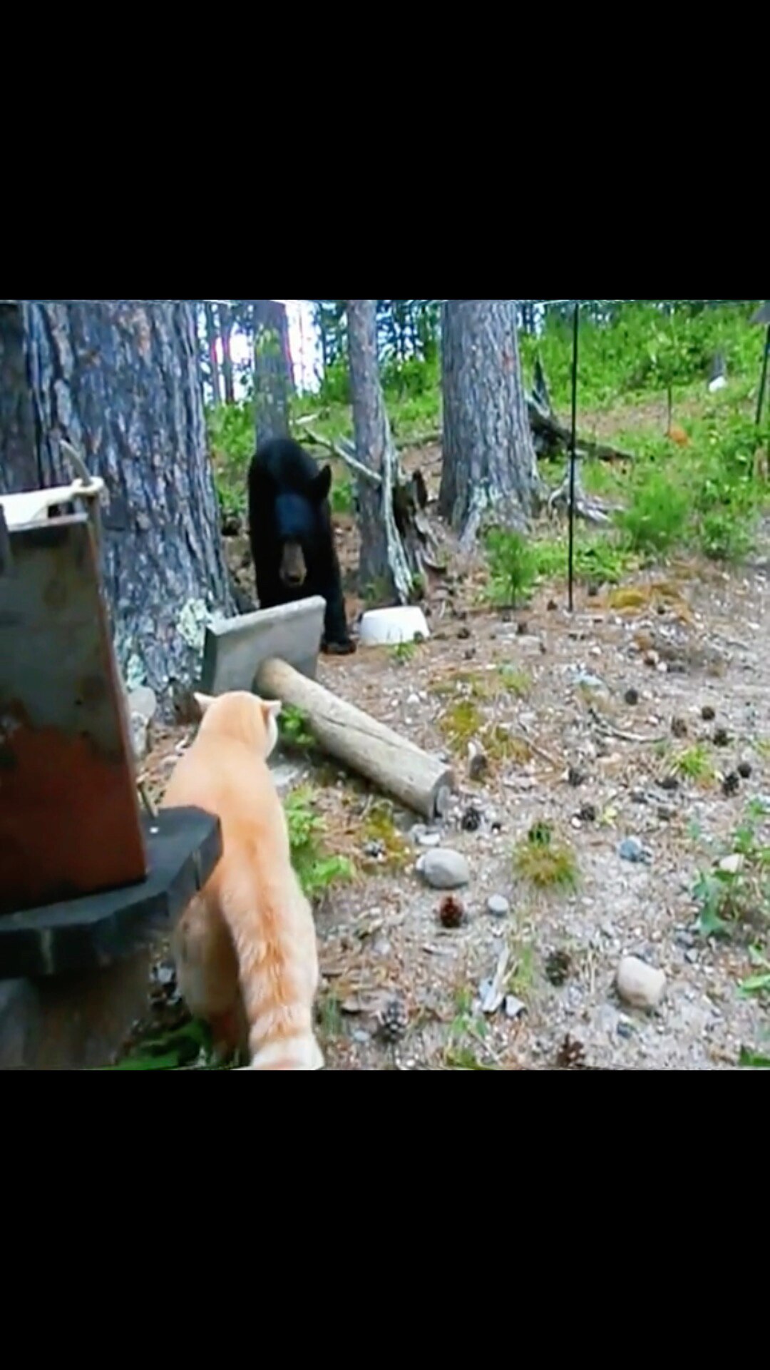 Jack Lee on GETTR : The little tiger is a bodyguard, and the black bear ...