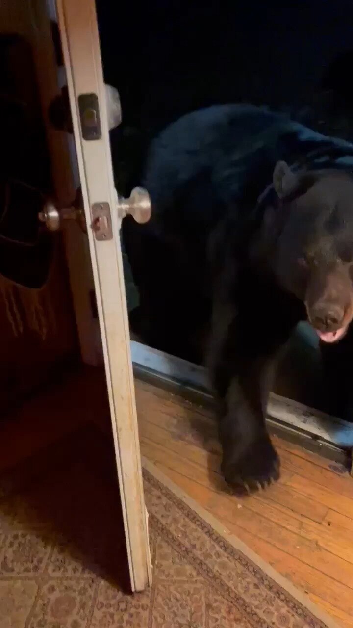 Macae - ΜΟΛΩΝ ΛΑΒΕ🇺🇸🇧🇷 MOLON LABE👍 on GETTR: Bear Looks For Something To Steal Before Closing D...