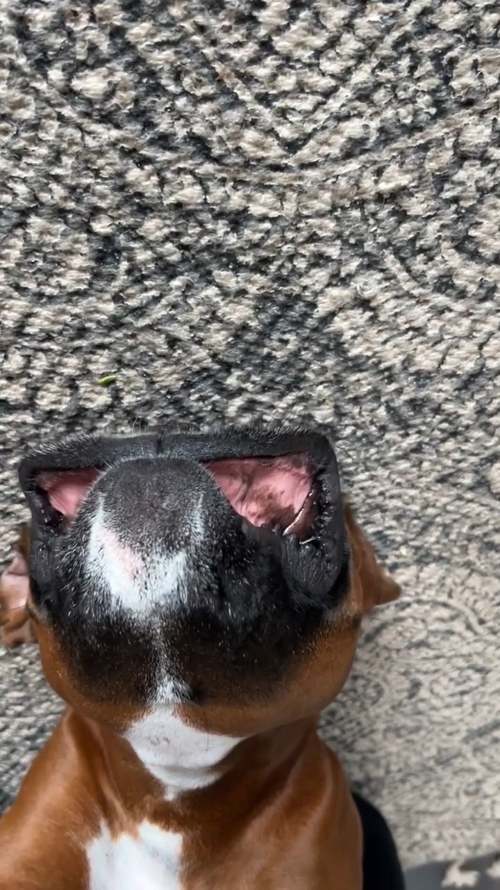 Nicholas (德农惩贼冲锋队) on GETTR: This is emma's chill face.