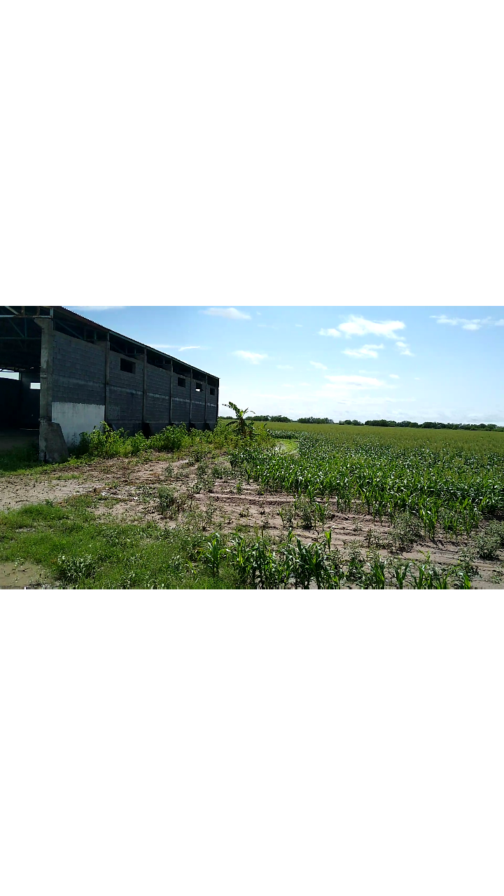 The Corolla Virus™ on GETTR : Yesterday after the rain CorollaVirus ...