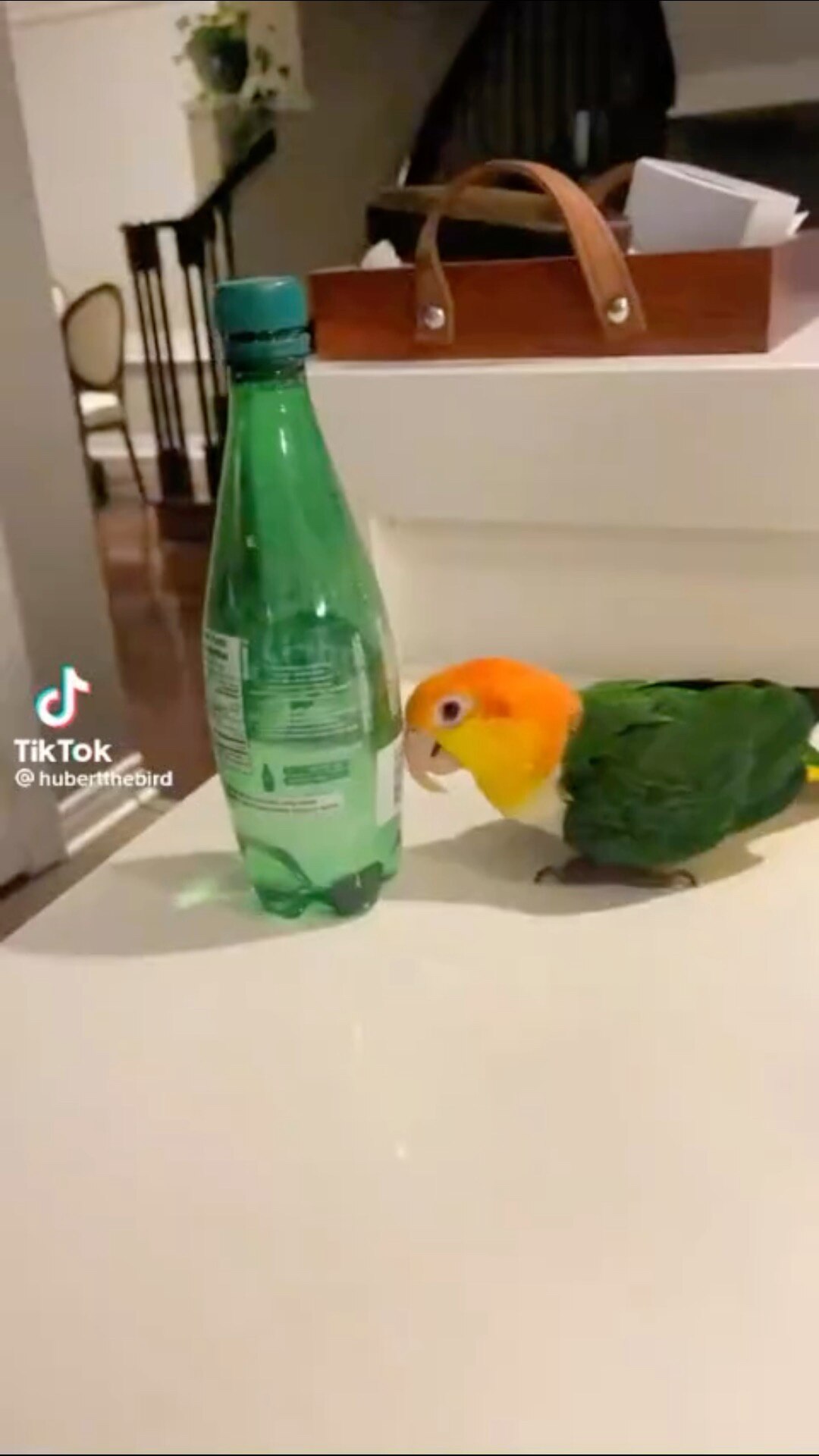 JuXuan_Yun on GETTR : Born To Be Wild! 🇺🇸 @Binbin9937 @JuXuan_Yun