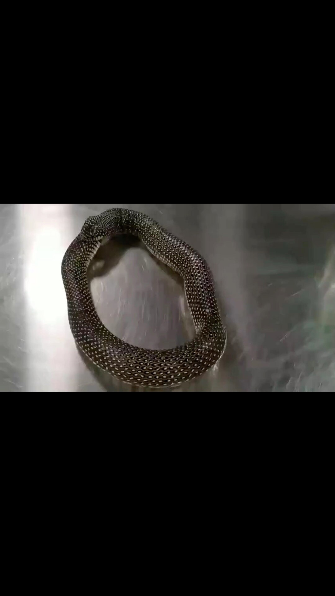 NorthLinda on GETTR : Man uses a bit of hand sanitizer to stop a snake ...