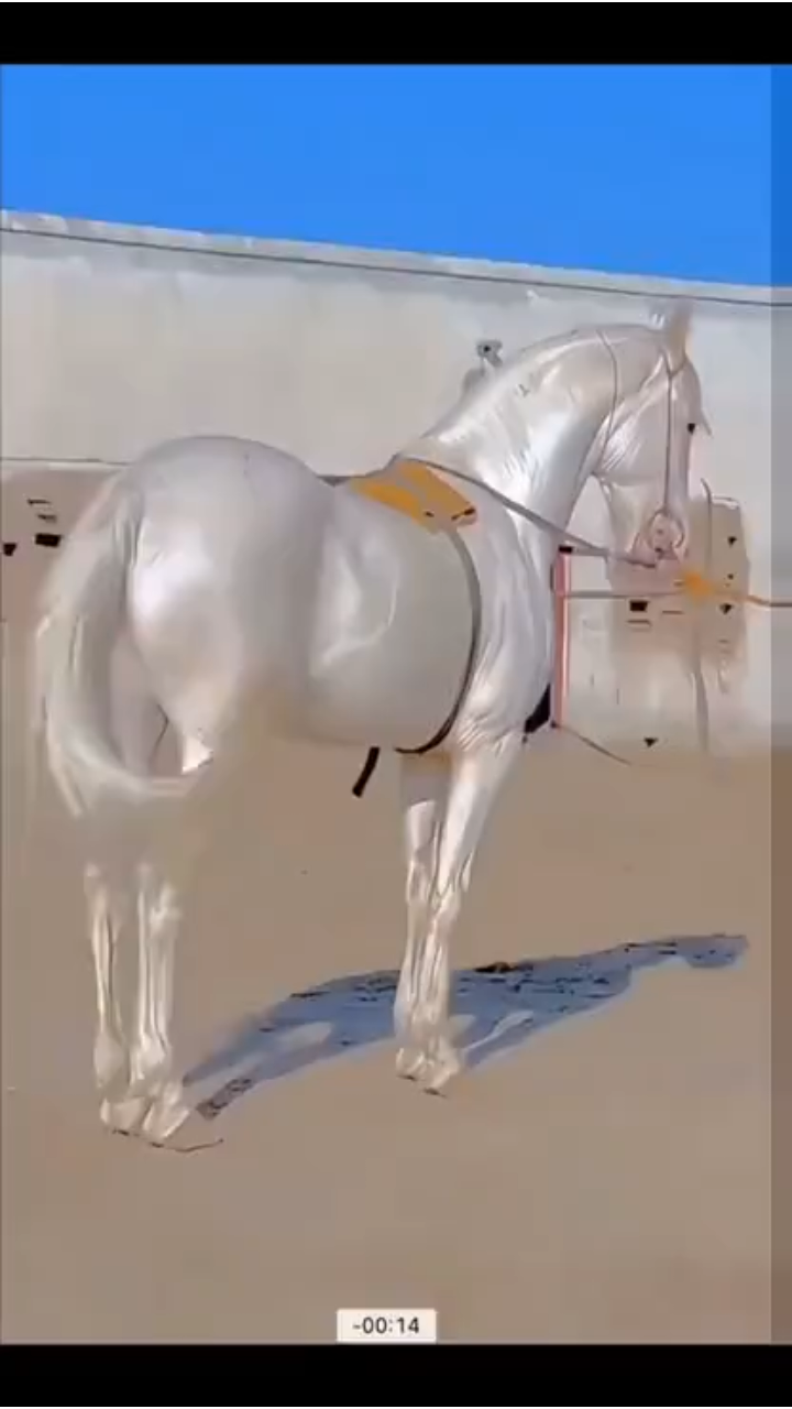 ☦️🦁⚔ 🆃🆁🅴🅱 ⚔🩸 on GETTR : The Akhal-Teke horse is considered one of the ...