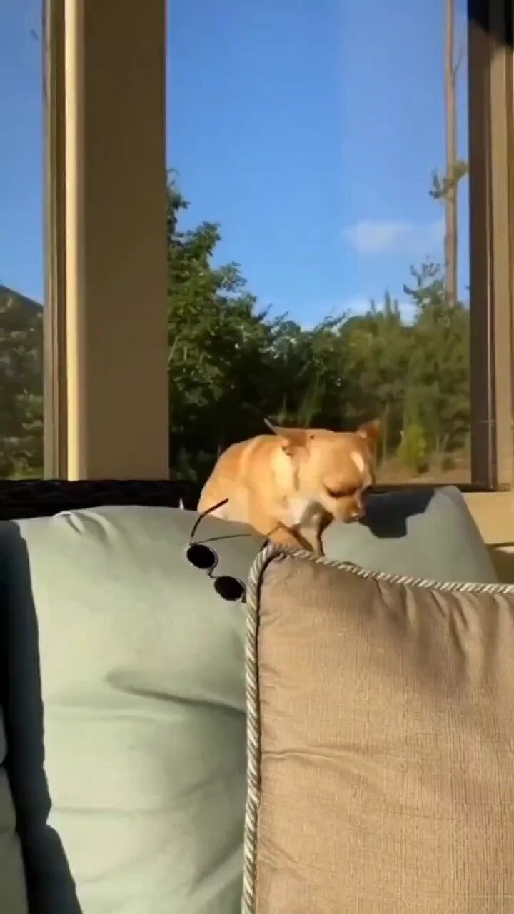 ☦️🦁⚔ 🆃🆁🅴🅱 ⚔🩸 on GETTR : Chihuahua Wowzah