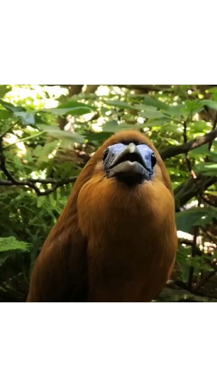 ☦️🦁⚔ 🆃🆁🅴🅱 ⚔🩸 on GETTR : Capuchinbird