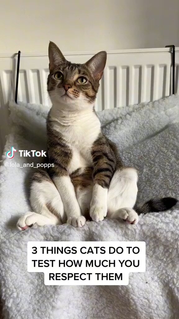 CC14ATL on GETTR : CATS R COOL