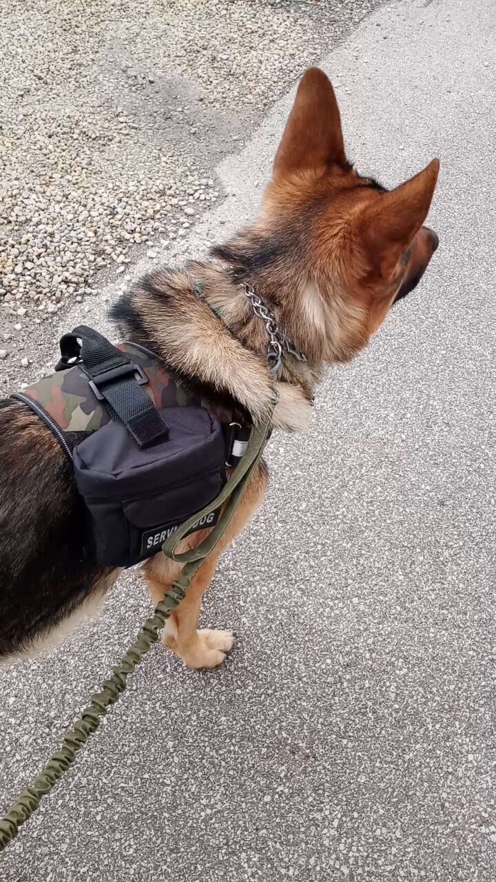 Trent page on GETTR : Service dog Virgil!