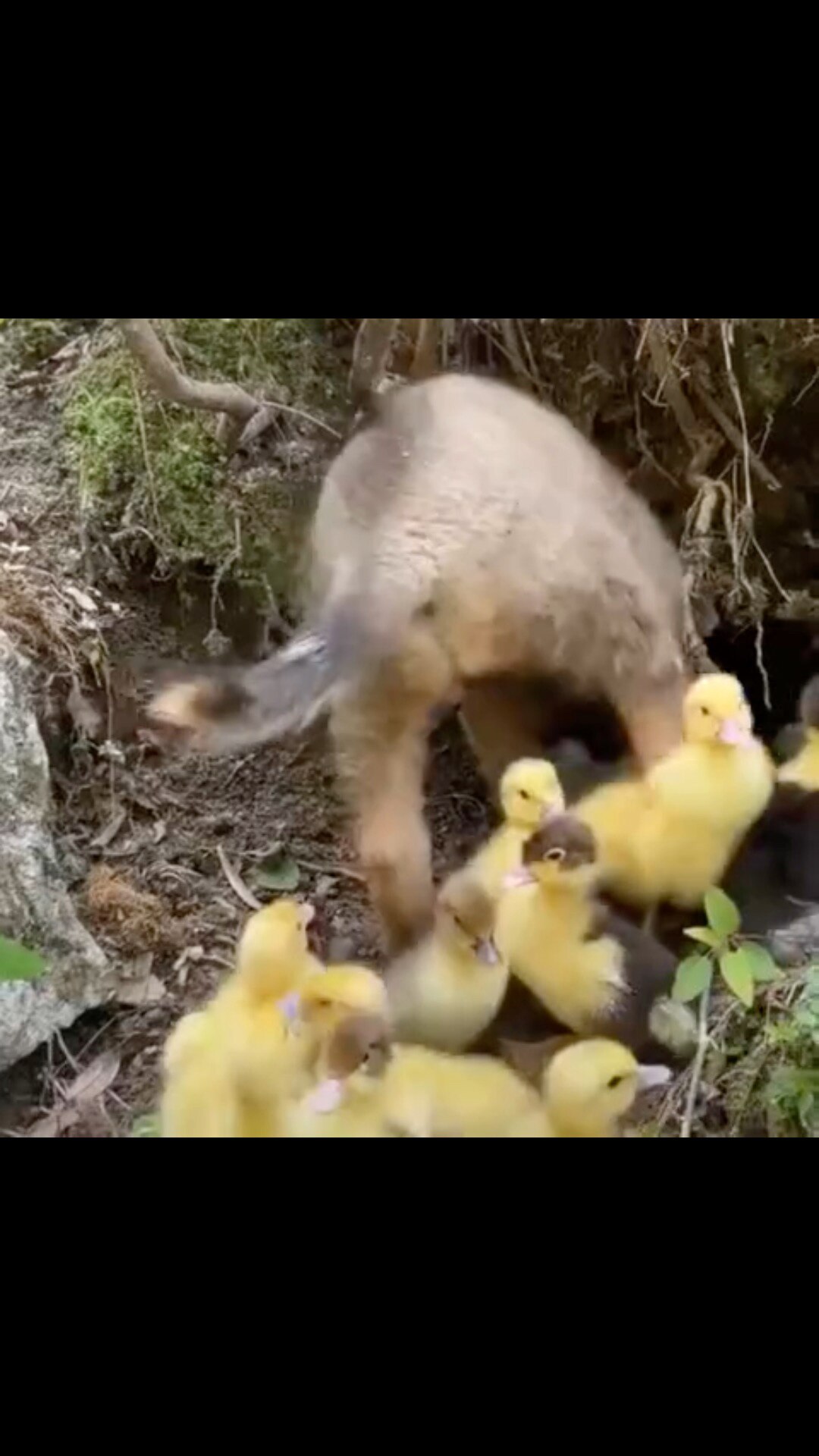 JuXuan_Yun on GETTR : Bunk Bed! 😂 @JuXuan_Yun @Binbin9937