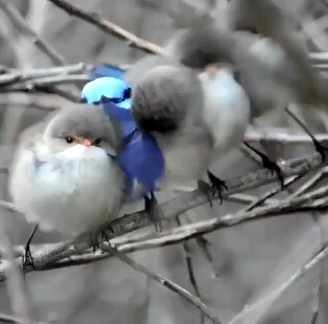 Animal Planet on GETTR: The splendid fairywren exhibits high sexual ...