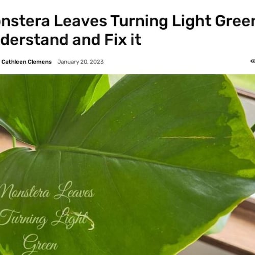 Monstera Light Green Leaves on GETTR - Profile and Posts on GETTR