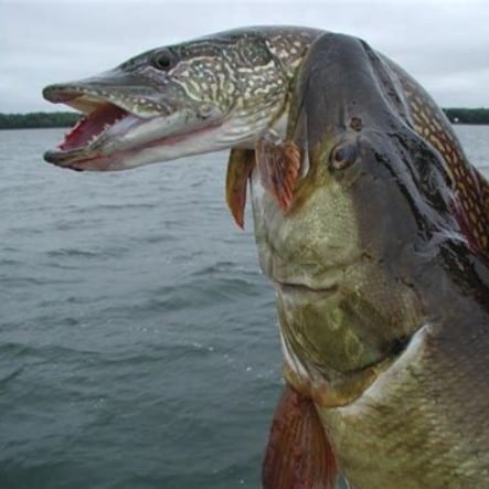 Big_Muskellunge on GETTR