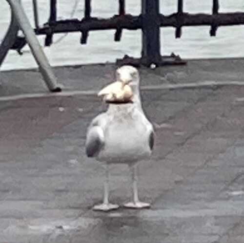 Seagull Reports 🇺🇸 on GETTR