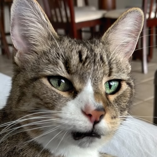 Amanda on GETTR - Profile and Posts on GETTR