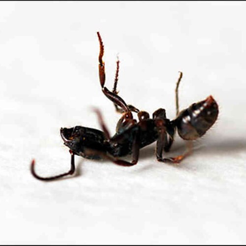 @Dead Ant