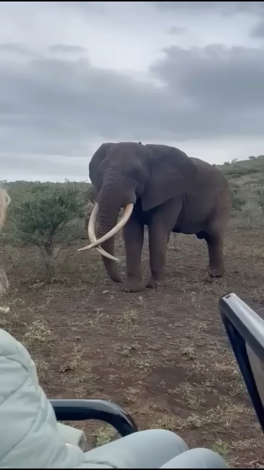 Pets Planet 🔥🔥🔥 on GETTR : Wow! He looks so handsome, isn’t it? #elephants