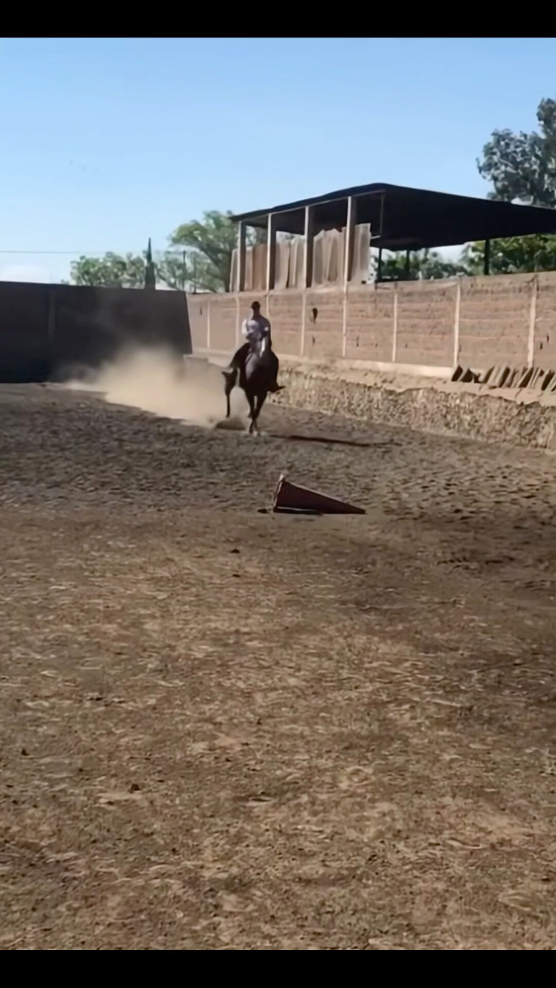 Nefertari on GETTR : how a horse brakes