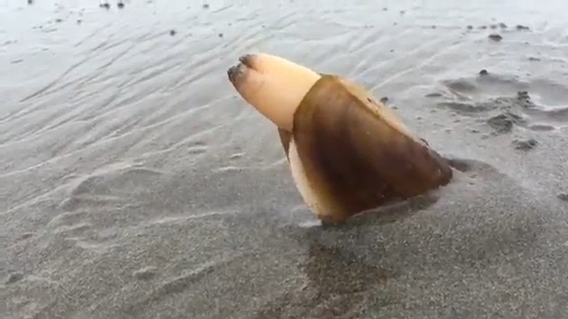 金秋 on GETTR: How razor clams burrow into the sand...