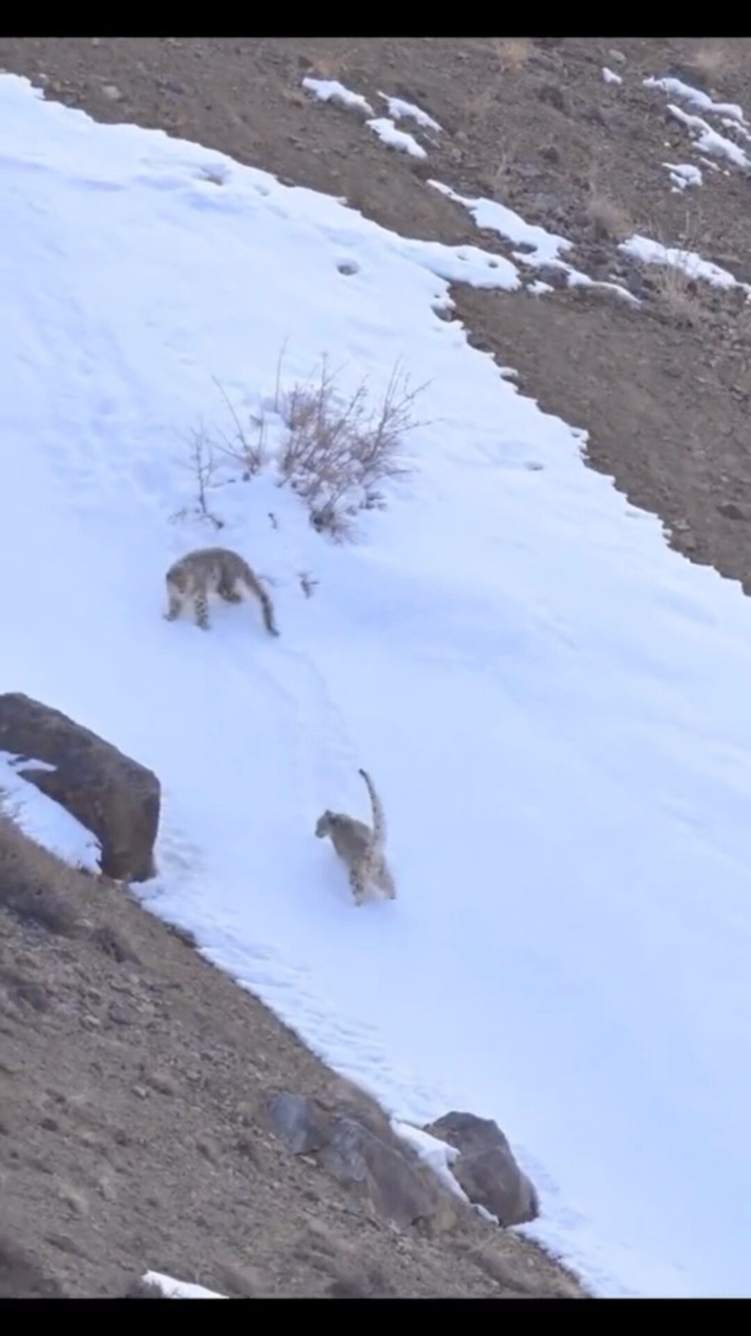 Jack Lee on GETTR : snow leopard at play