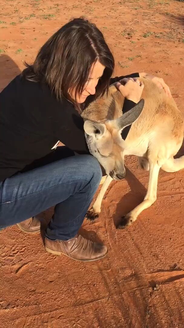 Pets Planet on GETTR : Kangaroo Cuddles