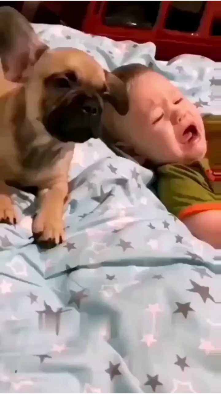 ☦️🦁⚔ 🆃🆁🅴🅱 ⚔🩸 on GETTR : Mimicking my little human! 💞