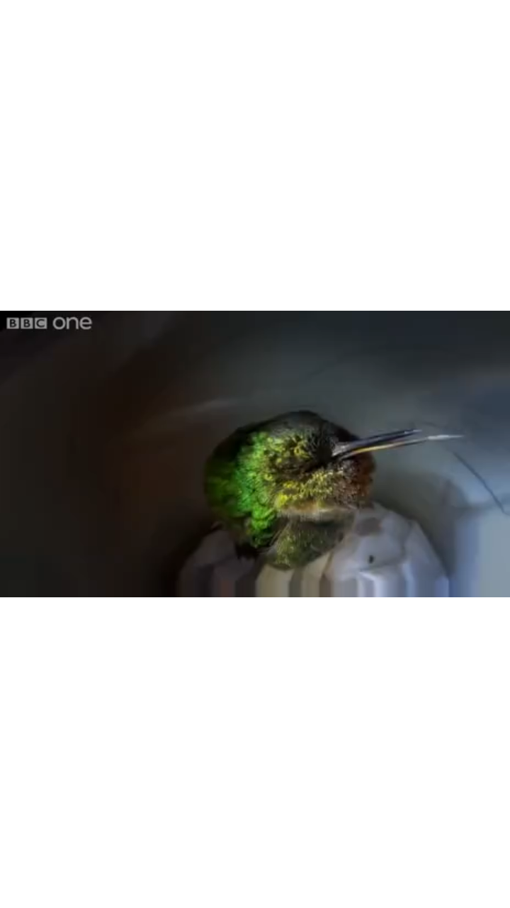 ☦️🦁⚔ 🆃🆁🅴🅱 ⚔🩸 on GETTR : Snoring Hummingbird