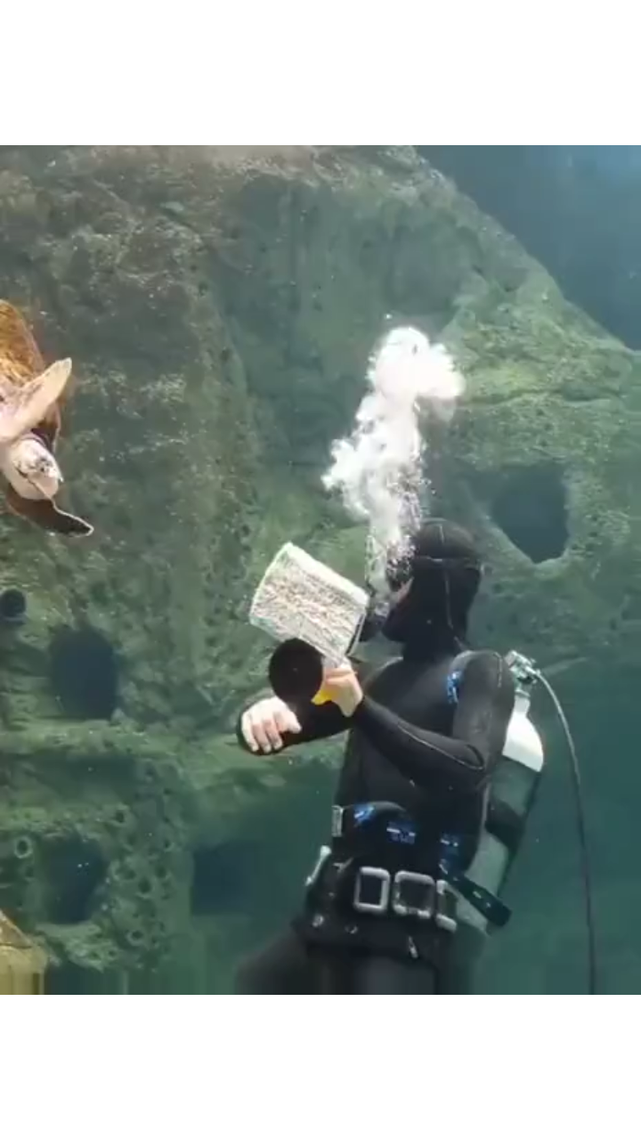 ☦️🦁⚔ 🆃🆁🅴🅱 ⚔🩸 on GETTR: Pissed Off Turtle Tries To Chomp Diver ...