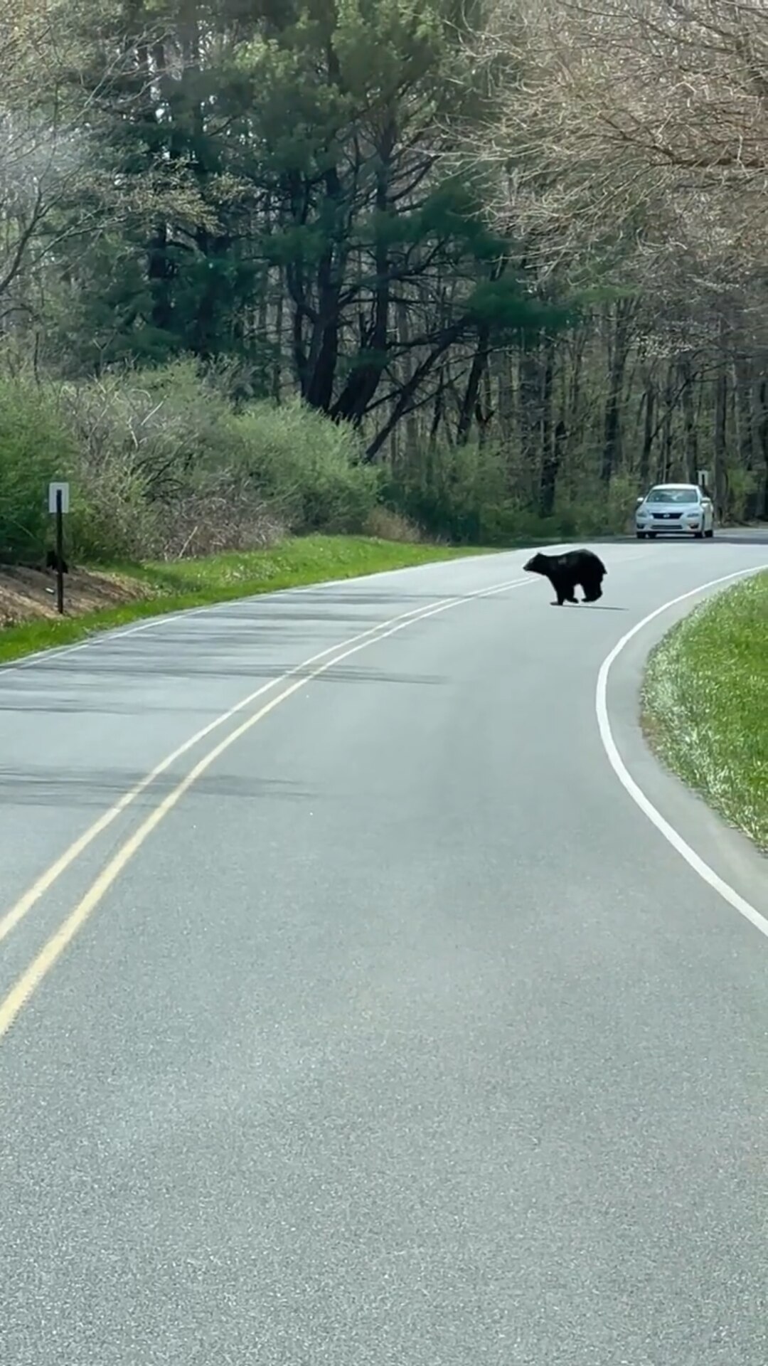 Nicholas (德农惩贼冲锋队) on GETTR : Mama bear crosses road with tiny cubs.🐻