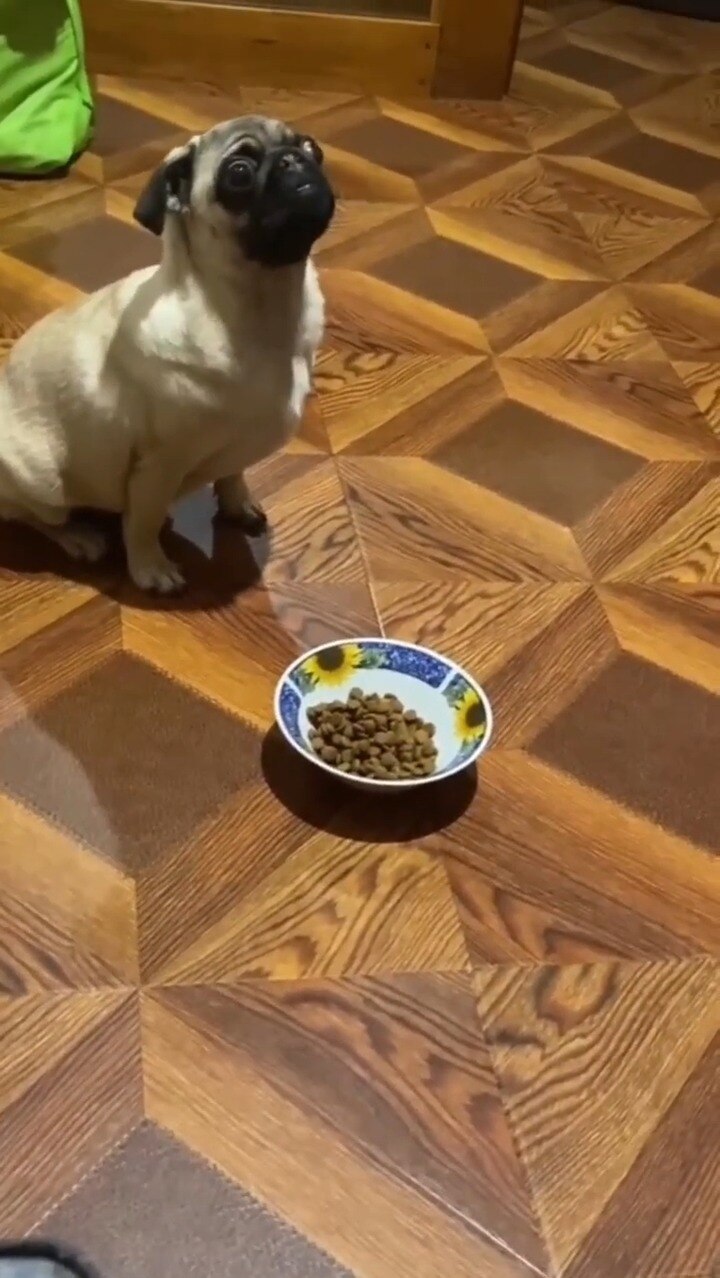 Nicholas (德农惩贼冲锋队) on GETTR: Adorable pug shows great self control.