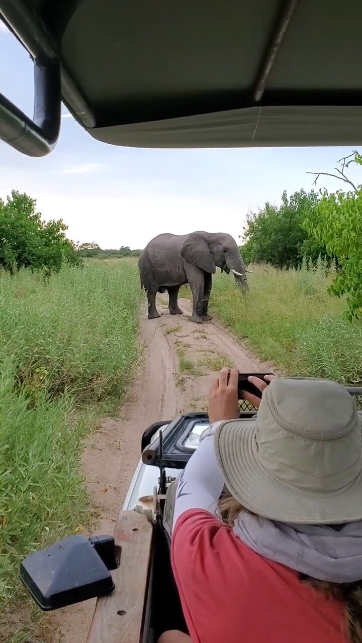 Nicholas (德农惩贼冲锋队) on GETTR : Safari vehicle comes to a stop as an ...