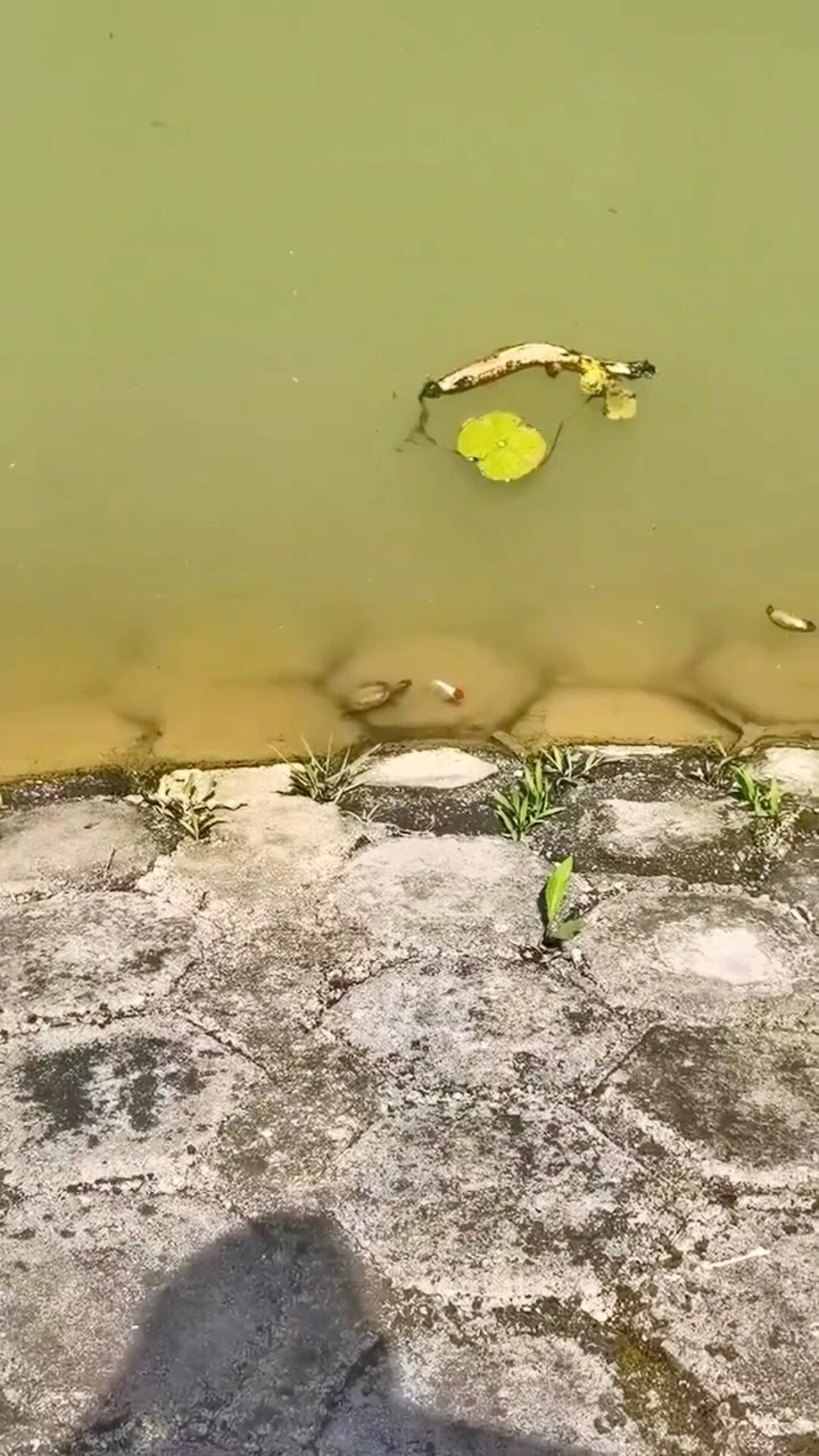 Jack Lee on GETTR : smart goldfish